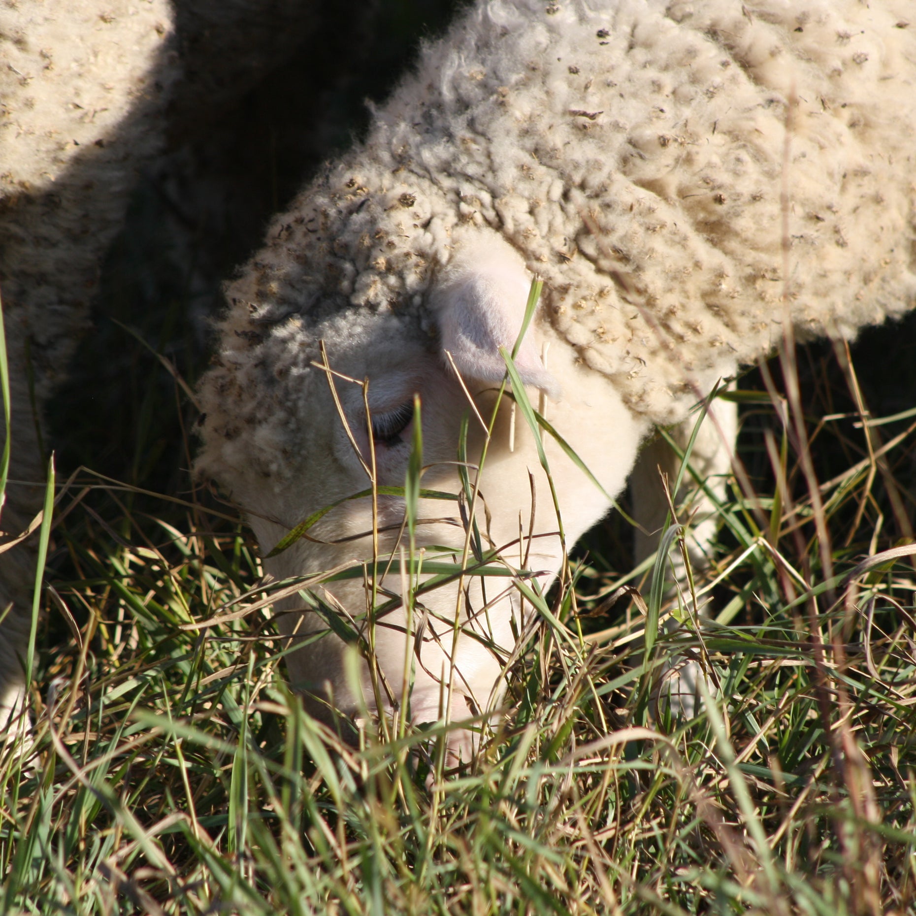 Collections – Walker Farms ,LLC