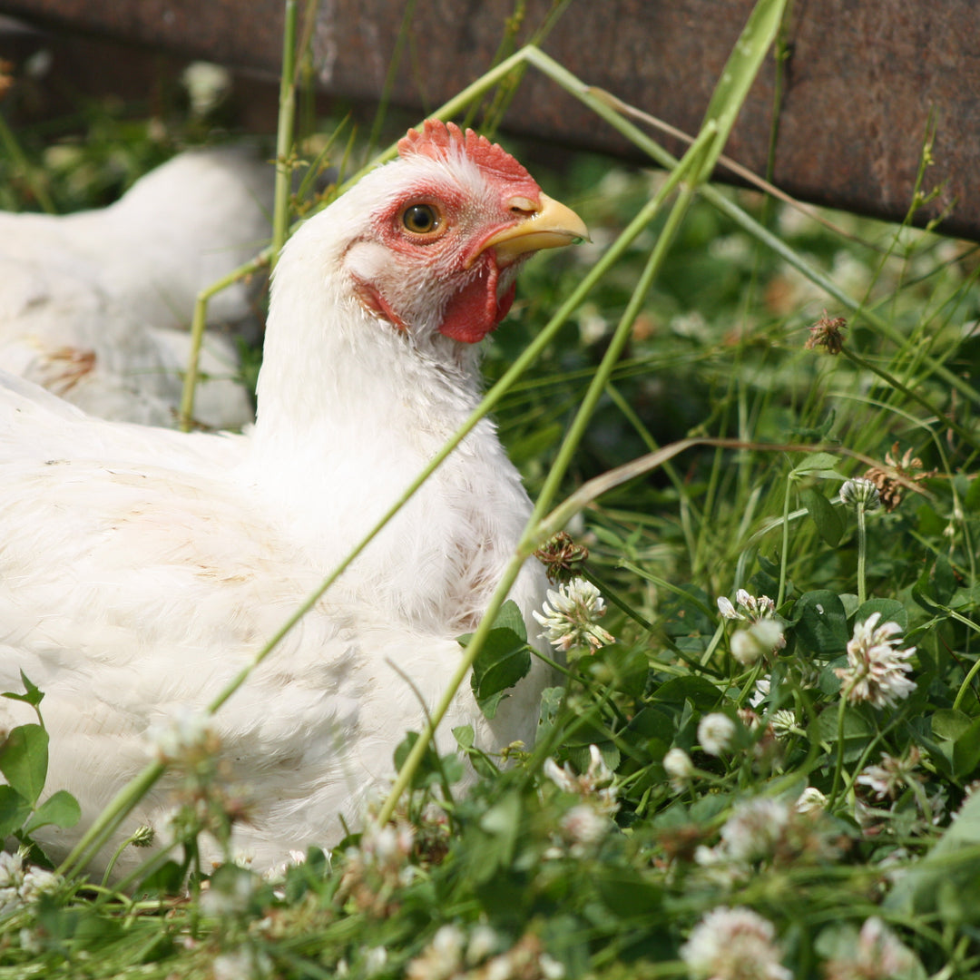 Collections – Walker Farms ,LLC