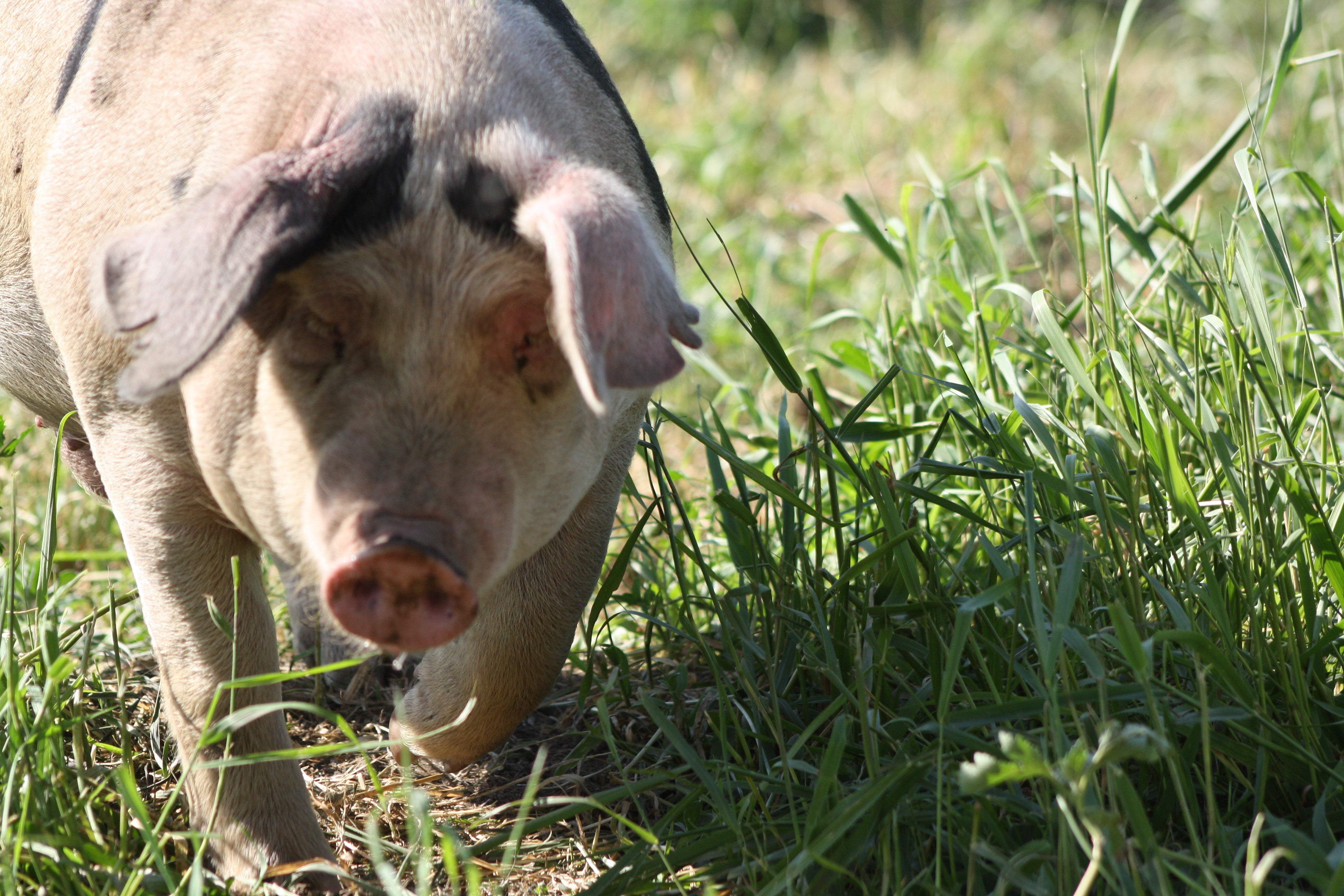 Minnesota Pasture-Raised Pork – Walker Farms ,LLC