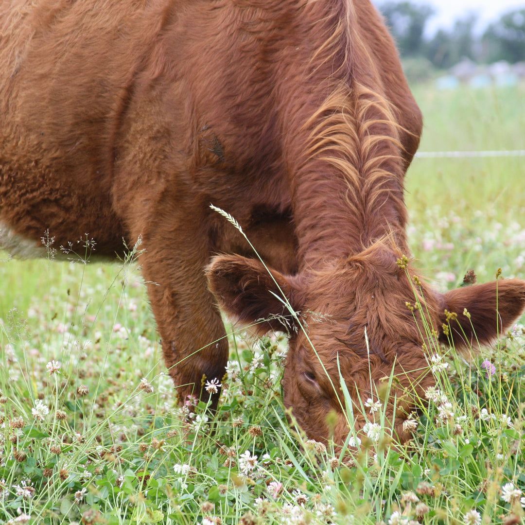 Collections – Walker Farms ,LLC