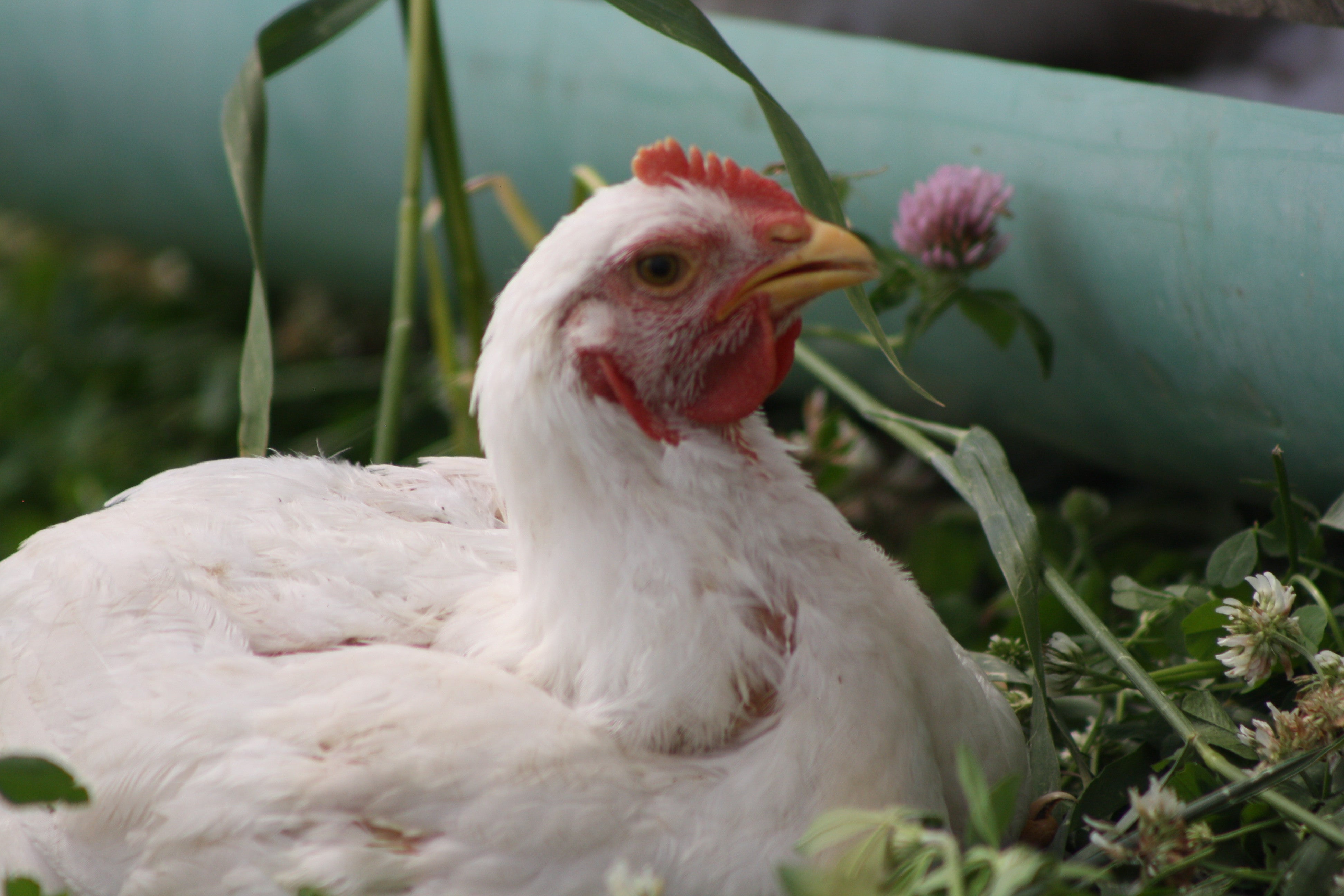 Your Small Regenerative Family Farm Source – Walker Farms ,LLC